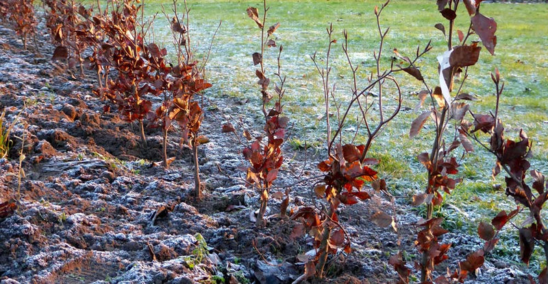 Planting bareroot trees, shrubs, and hedges – Old Future Forests