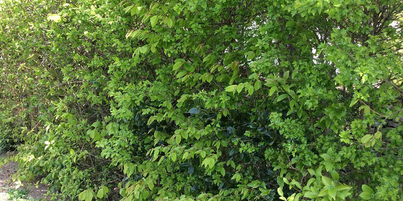 Planting Native Hedges – Old Future Forests