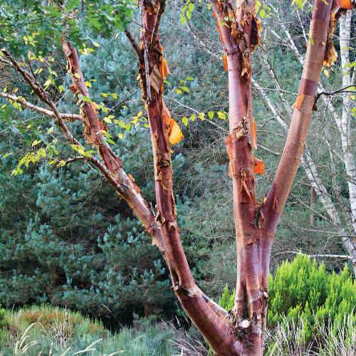 Betula albosinensis Red Panda – Old Future Forests