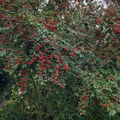 Cotoneaster frigidus Cornubia – Old Future Forests