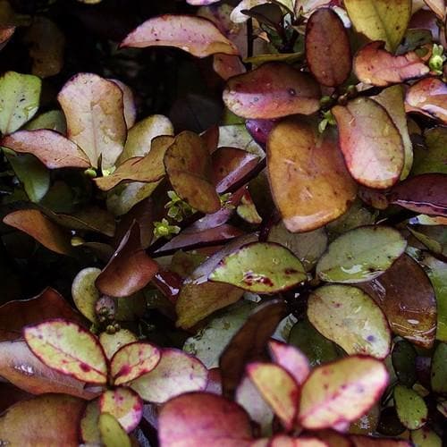 Pseudowintera colorata – Old Future Forests