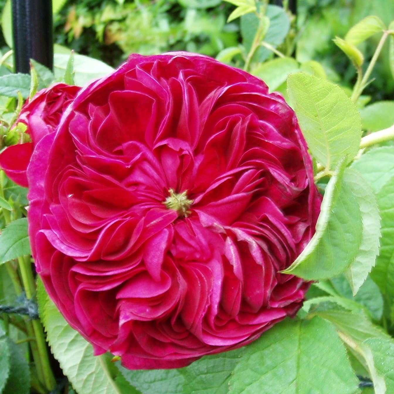 Rosa Charles de Mills - Old Gallica Shrub Rose – Old Future Forests