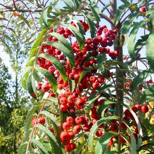 Sorbus Chinese Lace – Old Future Forests