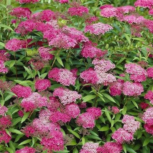 Spiraea japonica Anthony Waterer – Old Future Forests